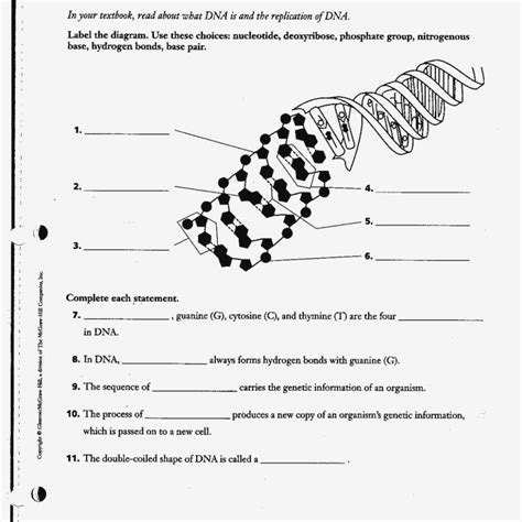 Dna Structure And Replication Worksheet