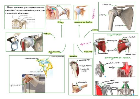 Anatomia Do Ombro Fisioterapia Em Ortopedia E Traumatologia
