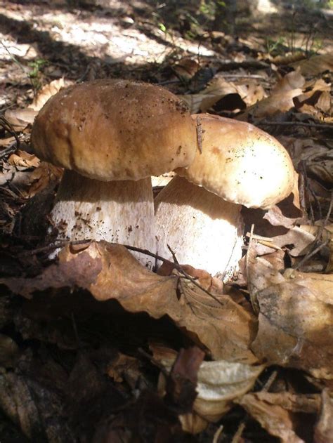 Grzyby Fungi Of Poland Mushrooms Grzyby Jadalne Grzyby Truj Ce Borowik