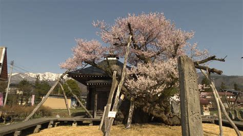 7 神様の木に会うにっぽん巨樹の旅 NHK