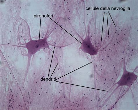 Tejido Nervioso Human Tissue Nervous System Nervous