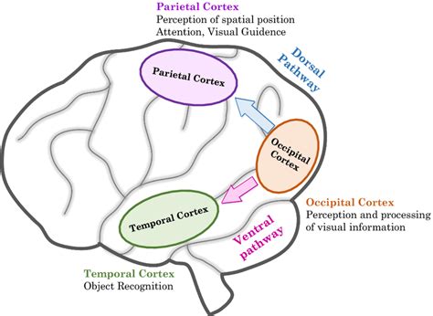 functional characteristics of the visual system the primary visual download scientific diagram
