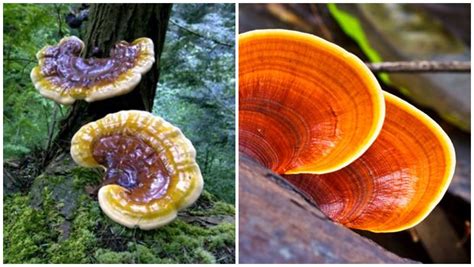 Reishi Mantarı Yetiştiriciliği Yeni İş Fikirleri