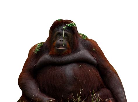 Portrait Orangutan Isolated 24806187 PNG
