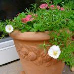 29 Different Types Of Portulaca Varieties Balcony Garden Web
