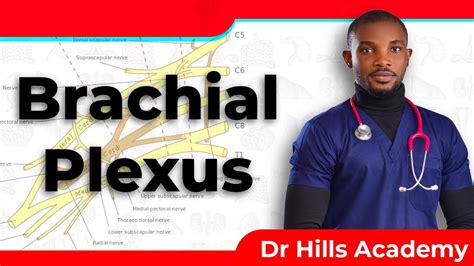 Brachial Plexus With Clinical Correlates Mnemonics Simplified YouTube