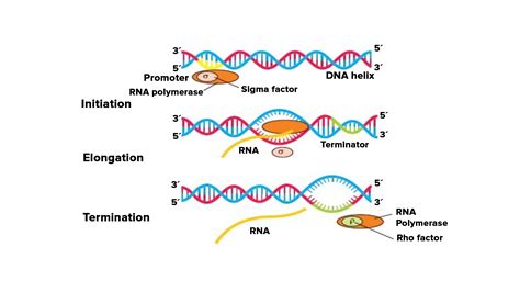 Explain The Process Of Transcription In Prokaryotes How Is The Process
