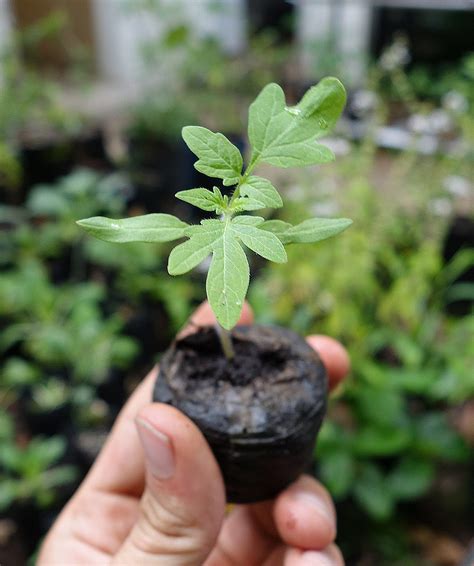 Como Fazer Mudas De Plantas Yes We Grow