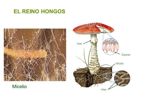 El reino hongo características y clasificación Reinos de los seres