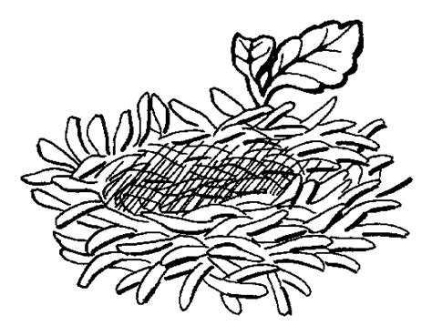 35 Última Desenho Para Colorir Passarinho No Ninho Alyshia Kanters Blogs
