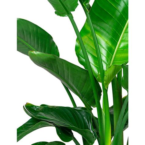 Strelitzia Nicolai In Elho Pure Soft Eenvoudig En Snel Online Bestellen
