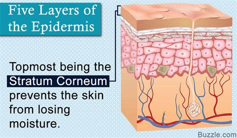 Pin On Layers Of The Epidermis