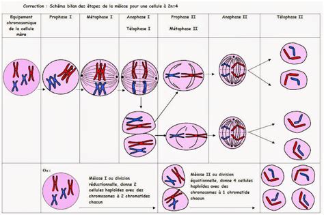 8 étapes de la méiose en vidéo Schéma Bio faculté