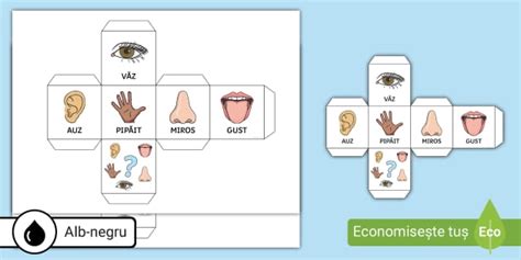 Organe De Sim Cub Teacher Made Twinkl