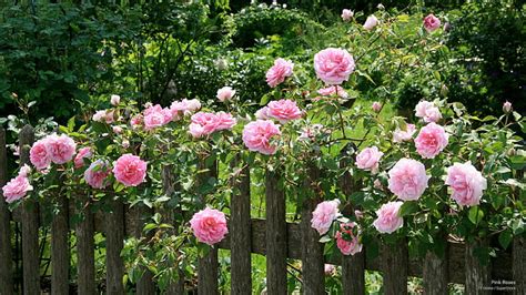 Details 48 Jardines Con Rosas Abzlocal Mx