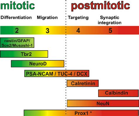Markers For Staging Adult Hippocampal Neurogenesis At Various Stages