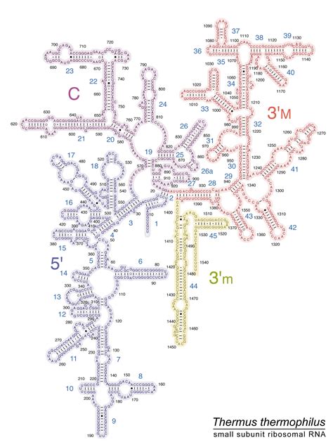 16S Ribosomal Rna Structure