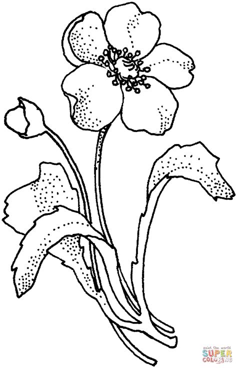 Pagina Da Colorare Di Fiori Di Papavero Papaveraceae Disegni Da