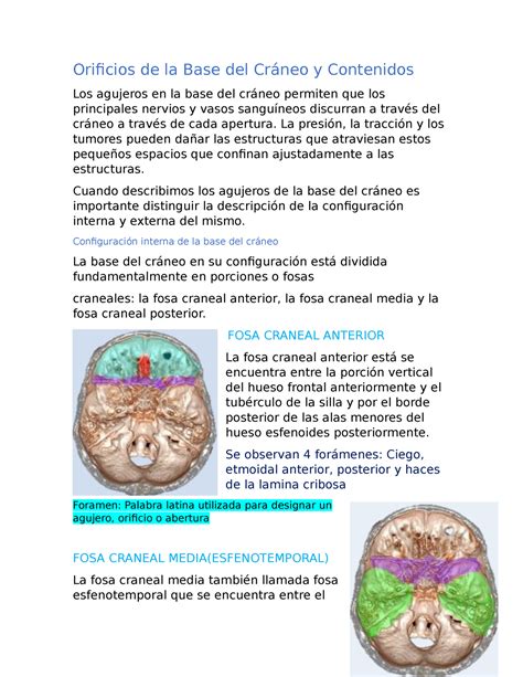 Orificios de la Base del Cráneo y Contenidos Orificios de la Base del