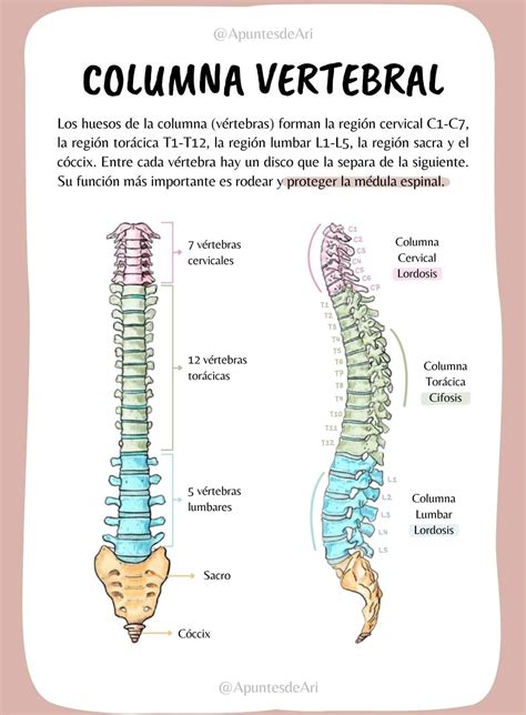 Columna Vertebral Anatomia humana huesos Anatomía médica Libros de
