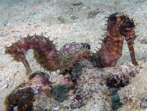 Apuesto A Que No Sab As Estos Datos Sobre Los Caballitos De Mar