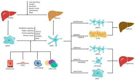IJMS Free Full Text Liver Fibrosis Resolution From Molecular