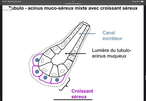 Epithelium Glandulaire Cartes Quizlet