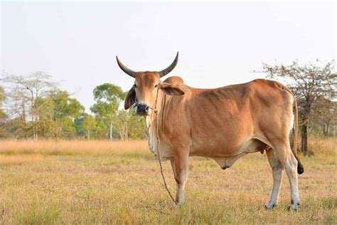 Different Types Of Cows From Around The World Chart Nayturr