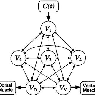 Neural Network Model Of The Chemotaxis Control Circuit Of C Elegans