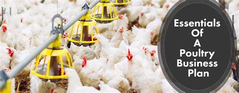 Poultry Farming Business Plan Poultry Business Plan