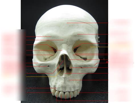 Anterior View Of Skull Diagram Quizlet