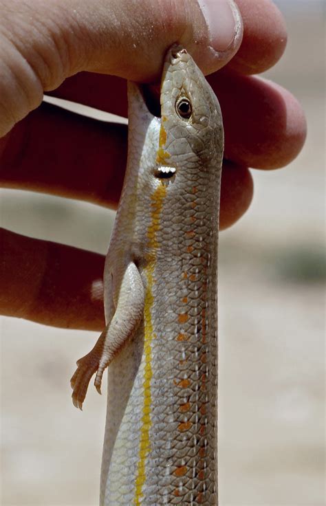 Schneider S Skink Eumeces Schneideri Arad Israel Cowyeow Flickr