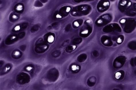Histology 02 Bone Cartilage Flashcards Quizlet