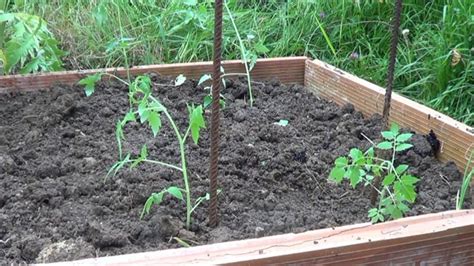 Cómo Entutorar Tomates Paso A Paso