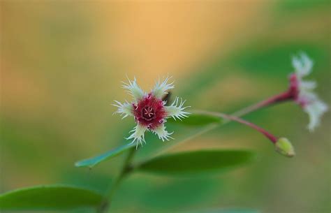 Naturaleza Flor Flora Foto Gratis En Pixabay Pixabay