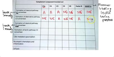 solved you have prepared knockout mice with mutations in the genes that encode various