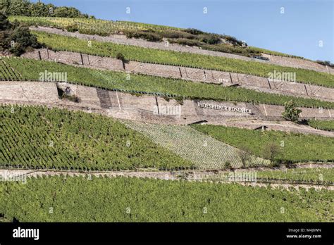Berg rosenhals Fotos und Bildmaterial in hoher Auflösung Alamy