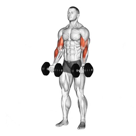 Exercice Biceps Maison Haltere Ventana Blog