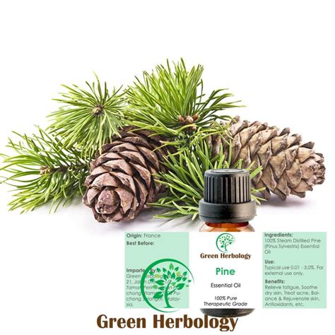 Spearmint Essential Oil Green Herbology