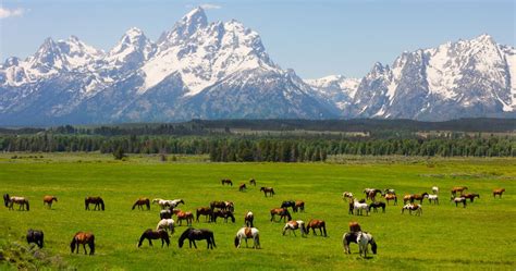 10 choses à faire dans le parc national de Grand Teton guide complet