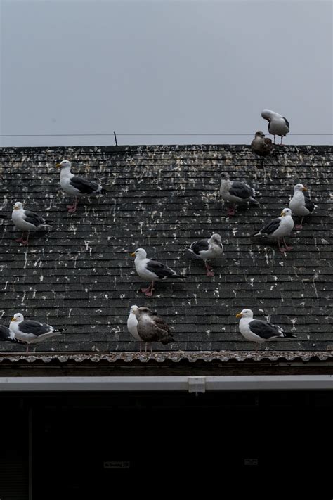Pourquoi Ne Faut Il Pas Laisser S Accumuler Les Fientes D Oiseaux