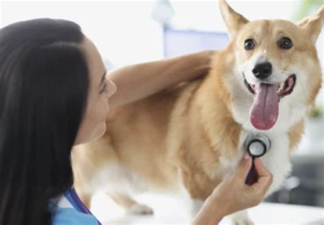 Montana Las Enfermedades Caninas M S Comunes S Ntomas Y Tratamiento