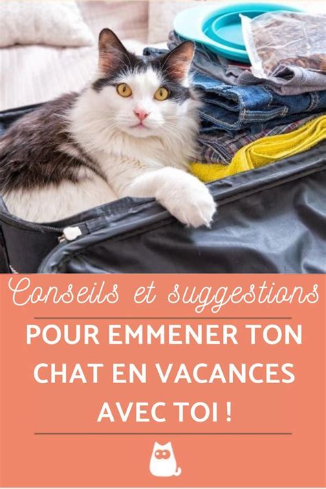 Si vous avez un chat vous vous êtes sans doute déjà demandé que faire