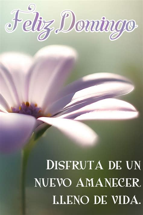 Domingo Buenos Dias Frases Bonitas Imágenes Buenos Días