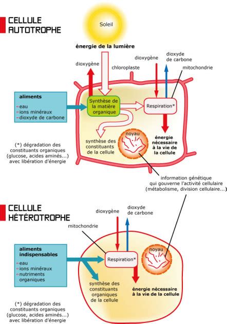 Partie 1 Structure fonction et métabolisme de la cellule Schéma