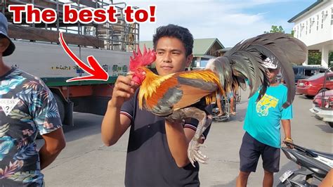 Episode 6 Pinakamagandang Manok Na Nakita Ko Dito Bentahan Ng Manok