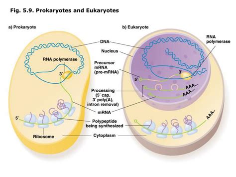 Ppt Chapter Gene Expression Transcription Powerpoint