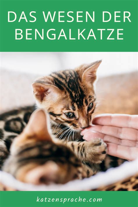 Pin Auf Katzenwissen Von A Z