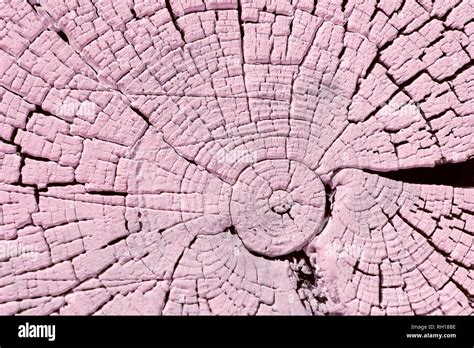 Oak tree cross section Fotos und Bildmaterial in hoher Auflösung