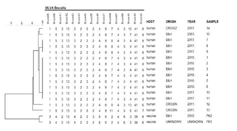 dendrogram obtained with the results of multi locus variable number download scientific diagram